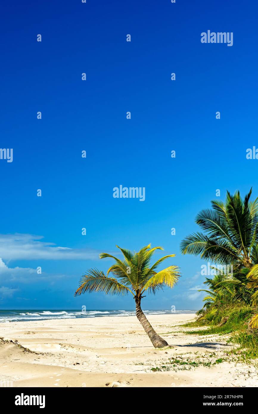 Cocotiers sur le sable au bord de la mer à la belle plage de Sargi à ...
