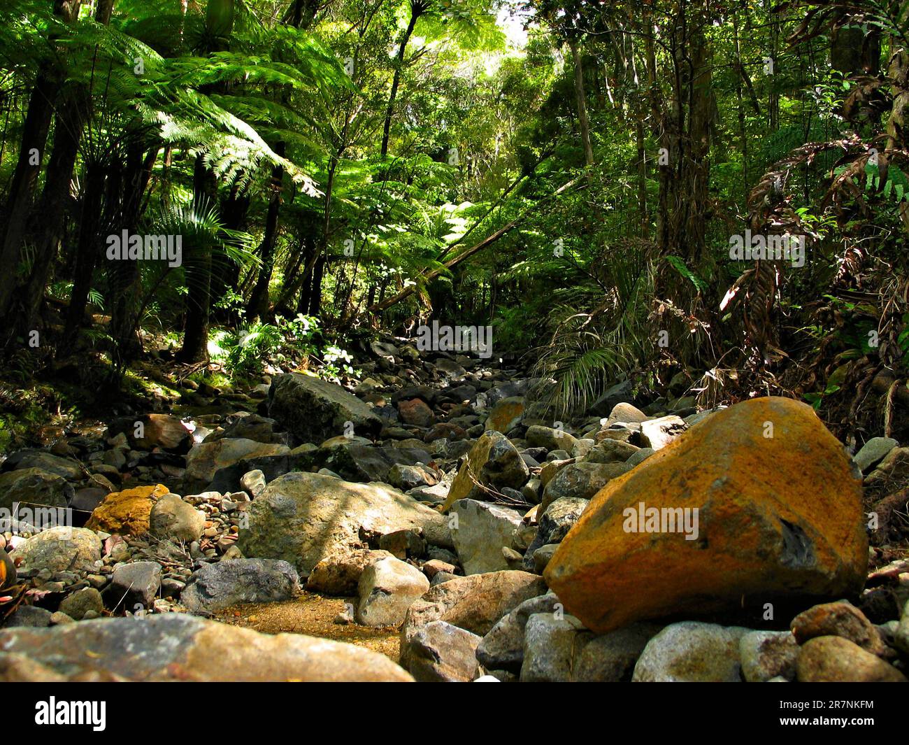 Lit de rivière sec dans la forêt tropicale de Nouvelle-Zélande, île de ...