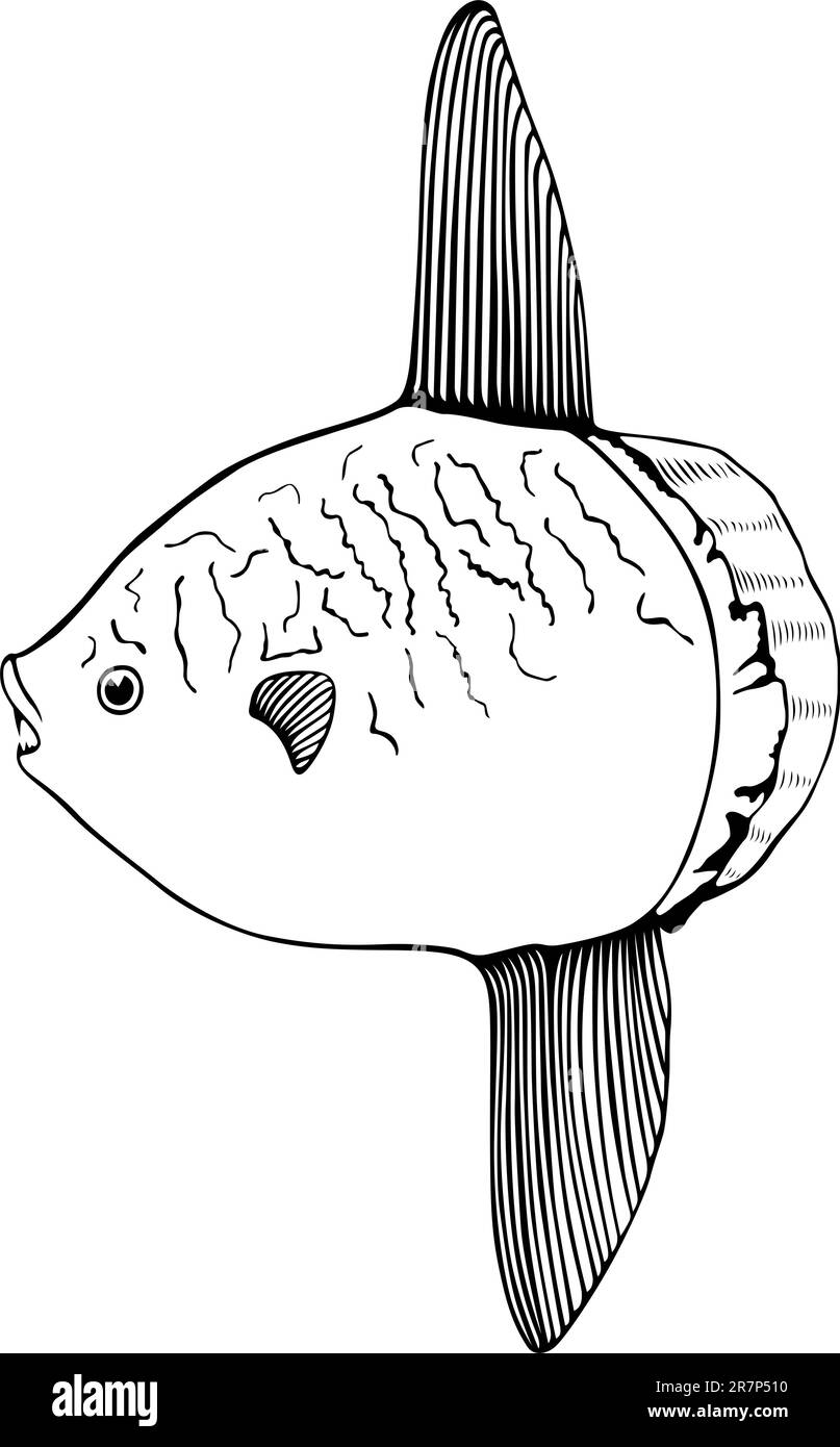 Courbe de poisson Banque d'images vectorielles - Alamy