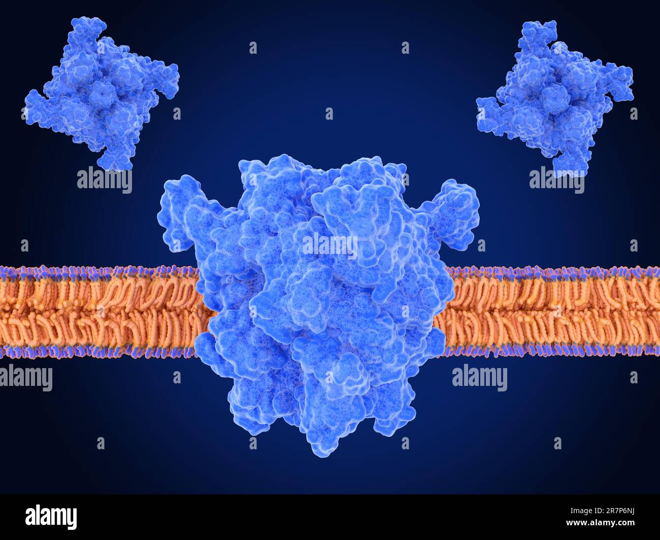 Membrane potential Banque de photographies et d’images à haute ...
