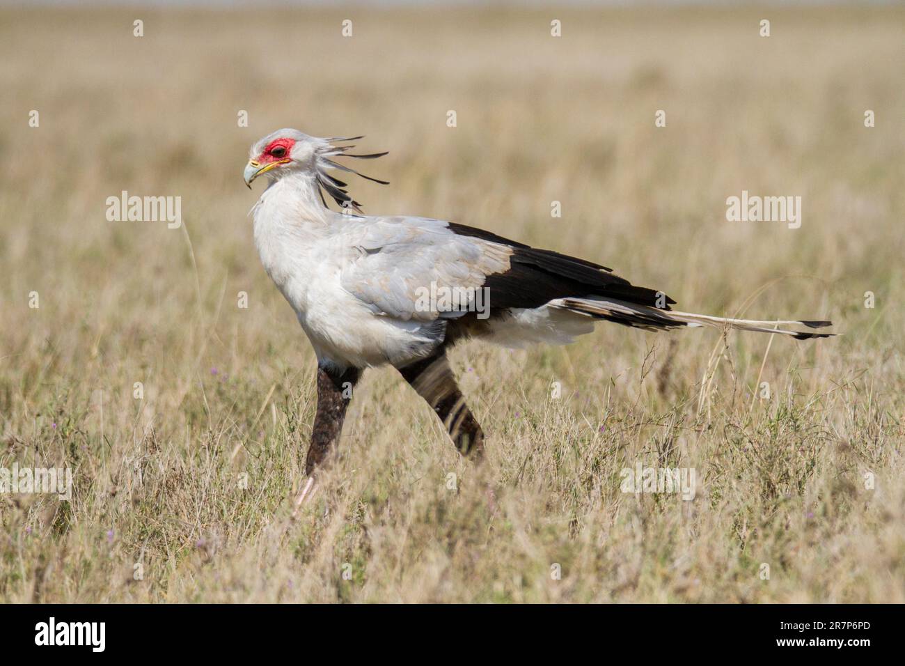 Secrétaire oiseau (Sagittaire serpent) dans la savane. Cet oiseau de ...
