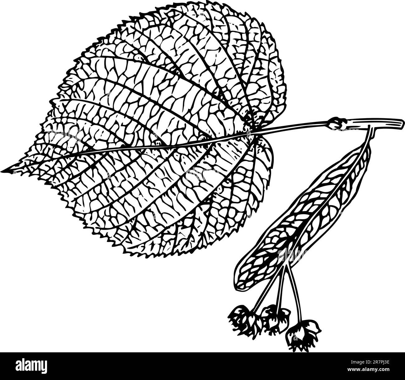 Tilleul blanc Banque d'images vectorielles - Alamy