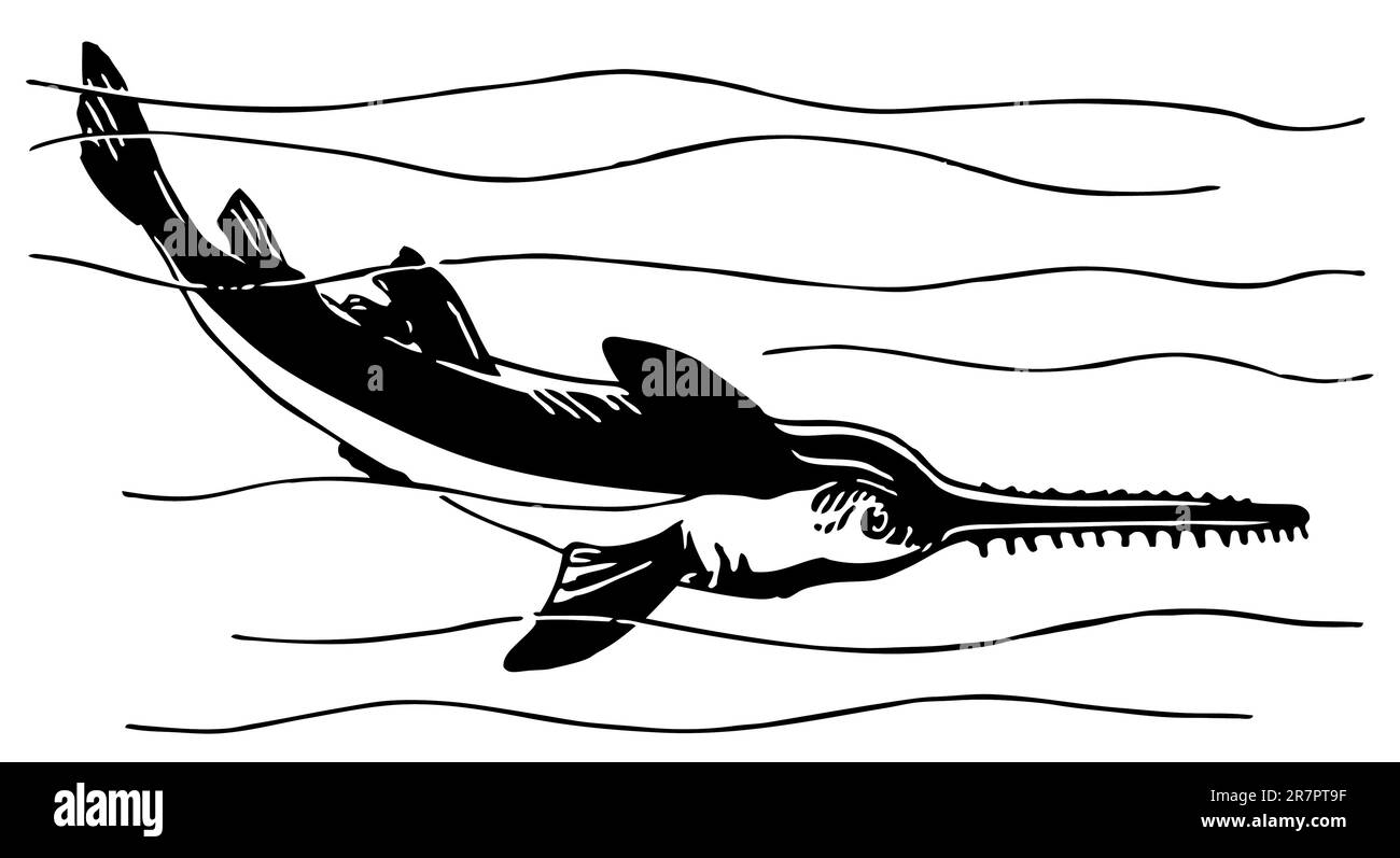 Poissons d'aquarium marins Banque d'images noir et blanc - Page 2 - Alamy