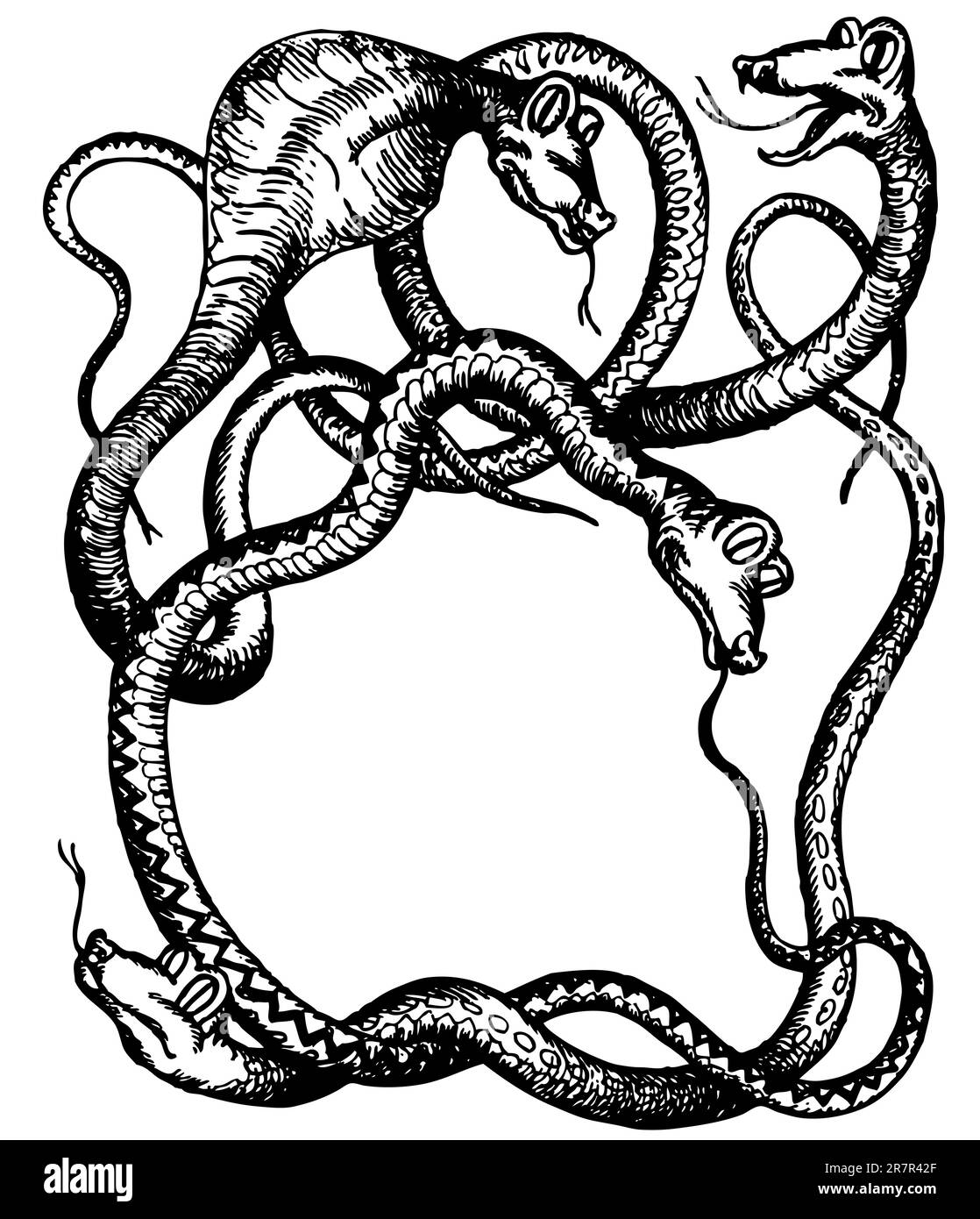 Serpents de la jungle Banque d'images noir et blanc - Alamy