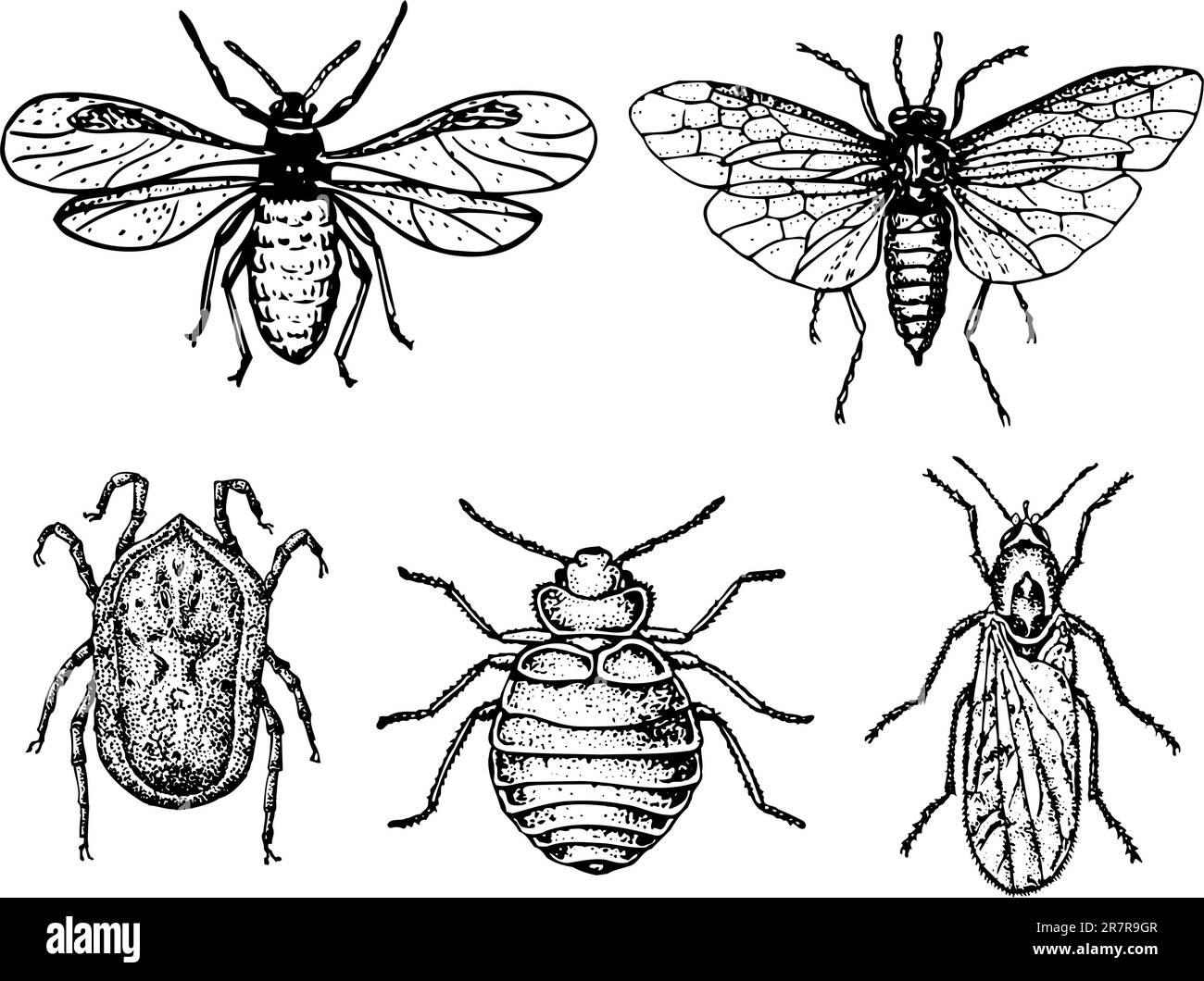 Quelles sont les différents insectes Banque d'images noir et blanc - Alamy