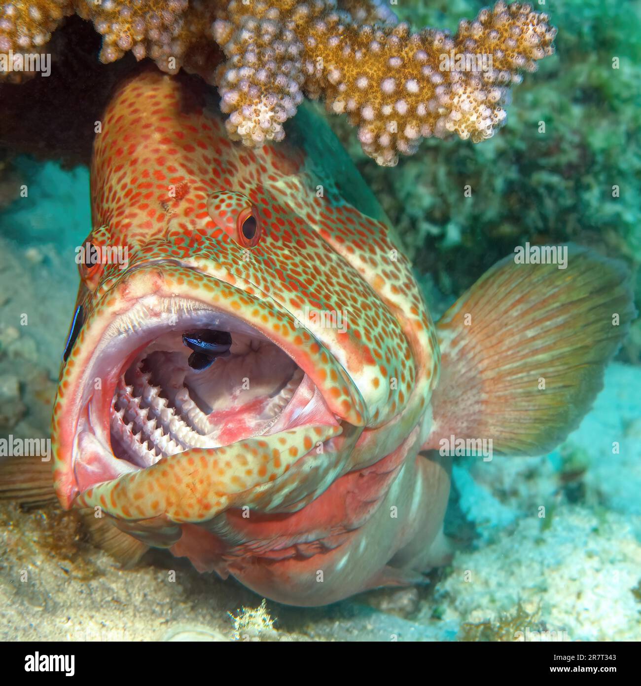 Comportement symbiotique la symbiose de perchaude vermillion de seabass ...