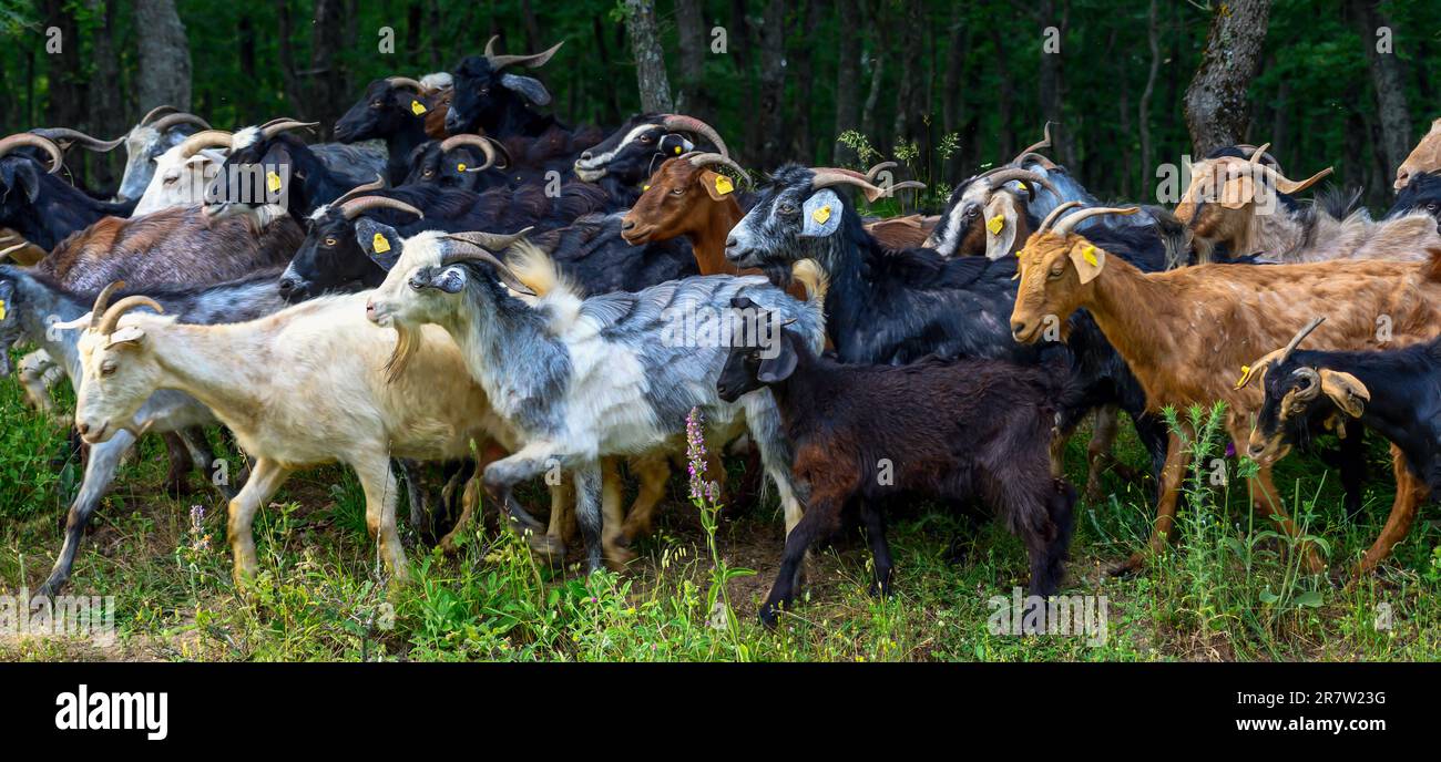 Beaucoup de chèvres de couleurs dans la prairie. Chèvres sur un ...