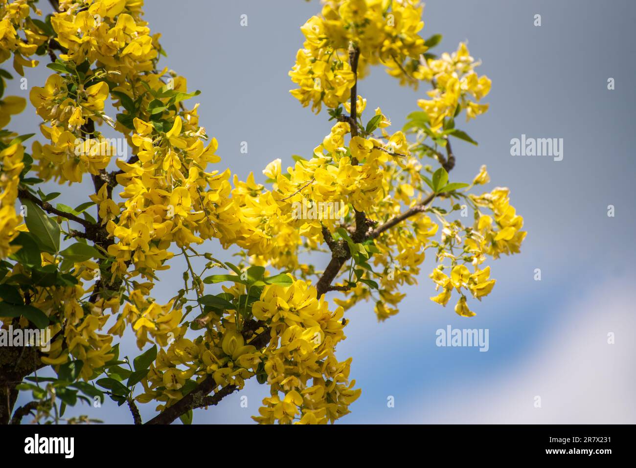 Laburnum anagyroides (syn. Cytisus laburnum), le laburnum commun, la ...
