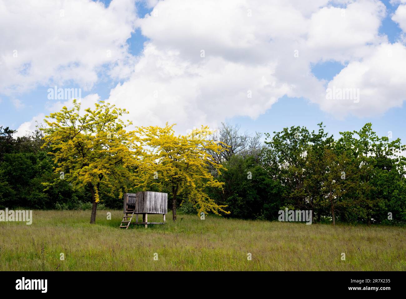 Paysage. La chaire de chasse du chasseur au milieu de la forêt. Le ...
