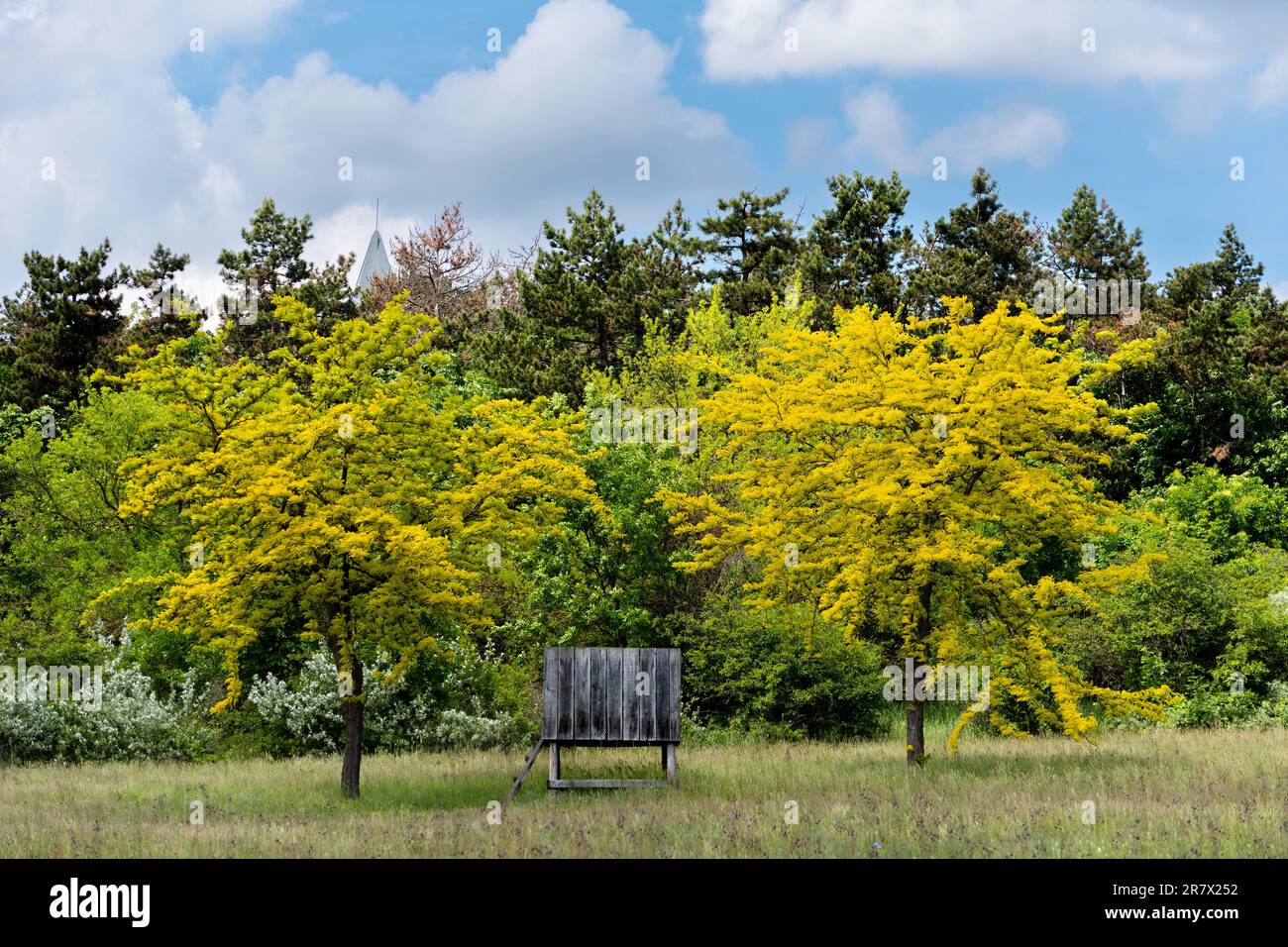 Paysage. La chaire de chasse du chasseur au milieu de la forêt. Le ...