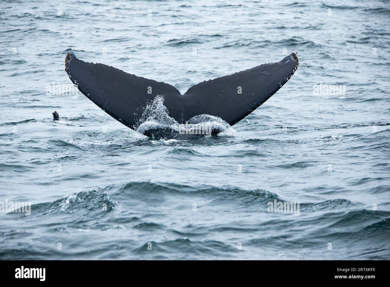 Monterey, Californie, États-Unis. 17th juin 2023. Une queue de baleine sort de la baie de ...