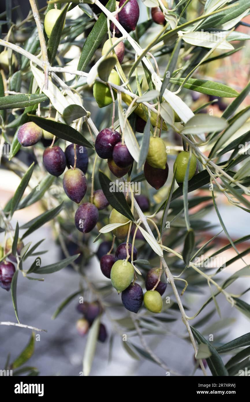 Différentes étapes de maturation des fruits d'olive Photo Stock - Alamy