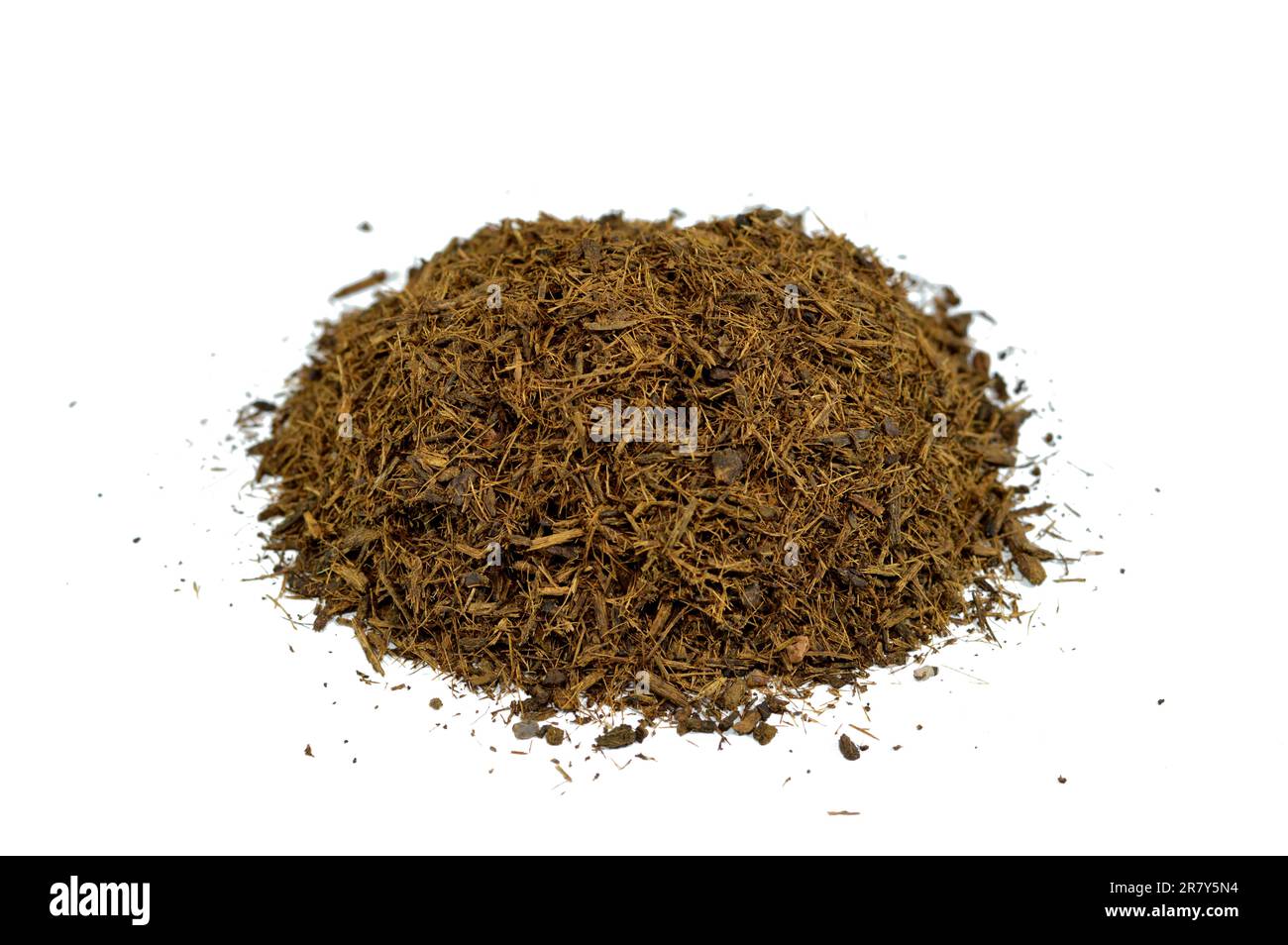 Réglisse écrasée et pelée, Licorice Glycyrrhiza glabra, une plante à ...