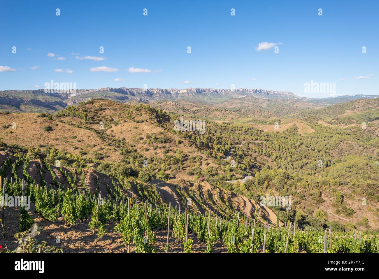 Le Comarca Priorat est une célèbre région viticole où le prestigieux ...