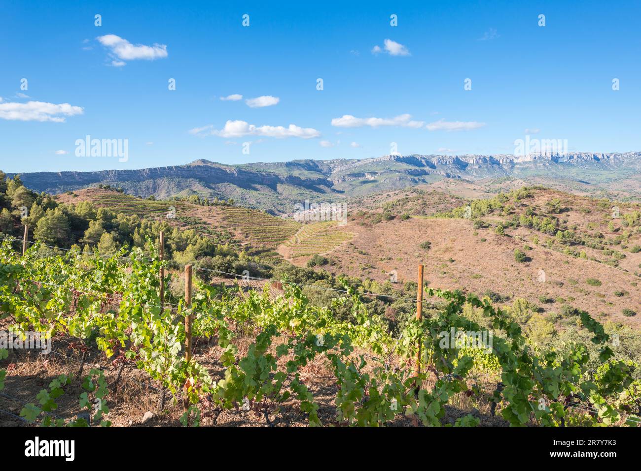 Le Comarca Priorat est une célèbre région viticole où le prestigieux ...