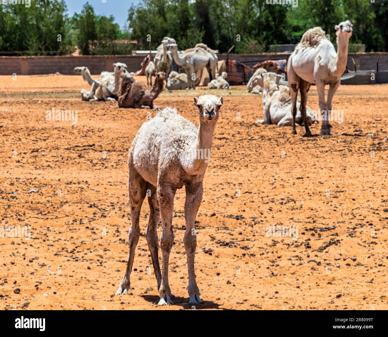 Baby camel Banque de photographies et d’images à haute résolution - Alamy