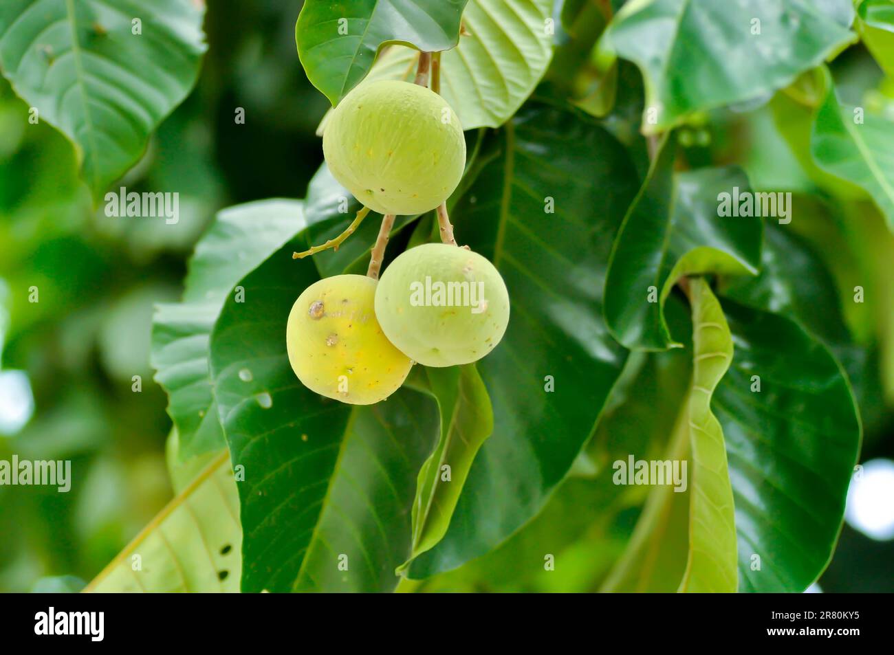 Arbre sentol jaune Banque de photographies et d’images à haute ...