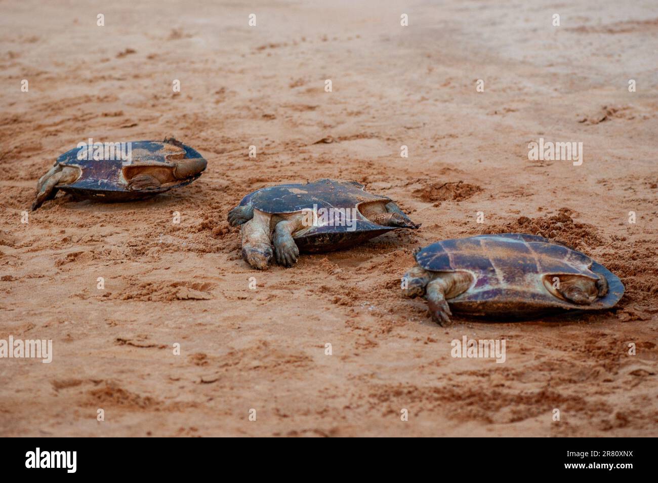 Trois tortues se prélassent au soleil sur une plage de sable, se ...