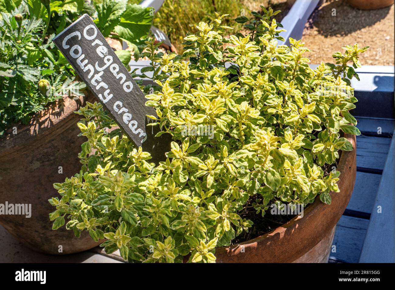 ORIGAN Origanum vulgare 'Country Cream' (v)l'origanum peut être des ...