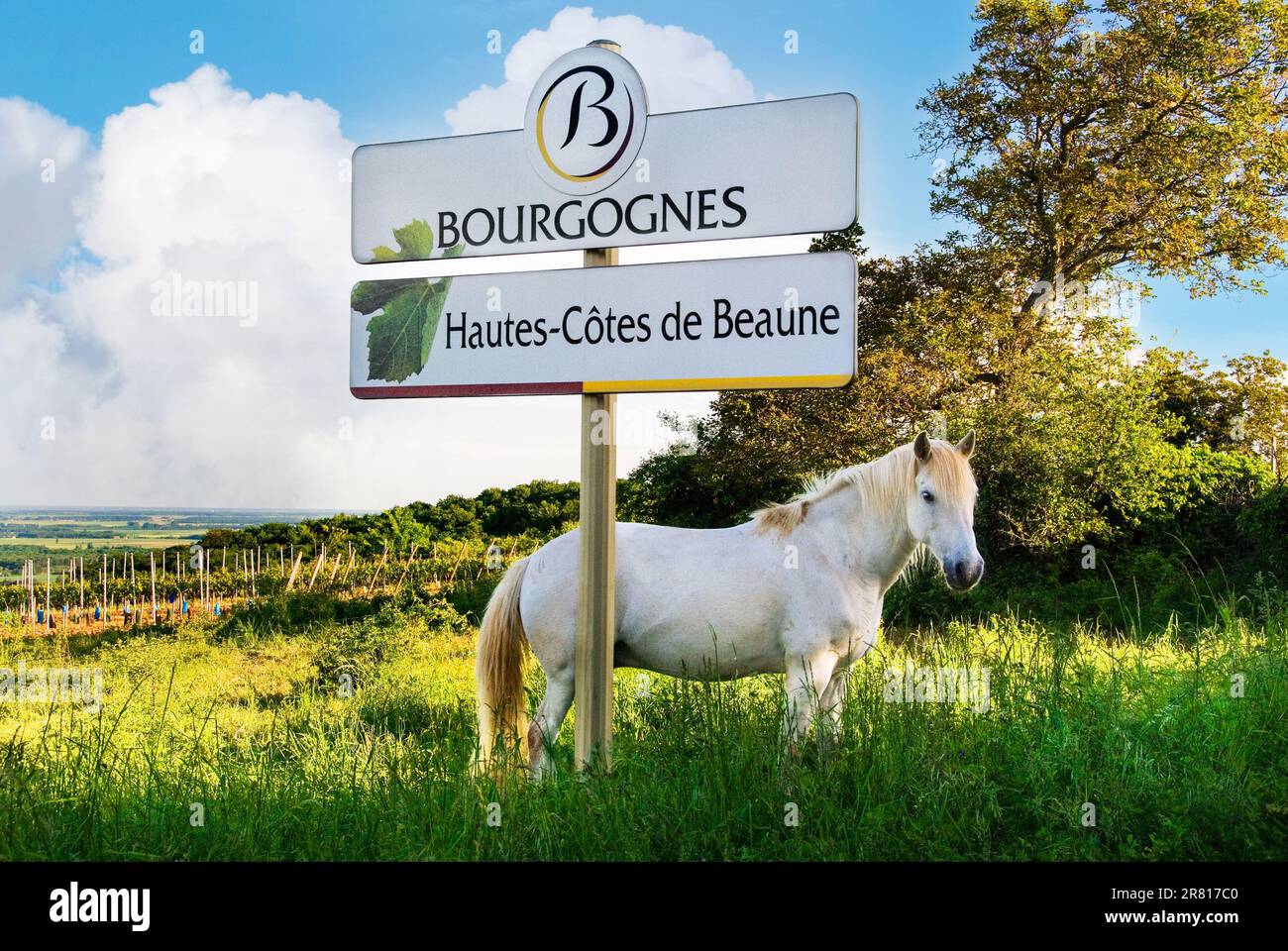 Cheval blanc et signe dans les hautes cotes de beaune Banque de ...