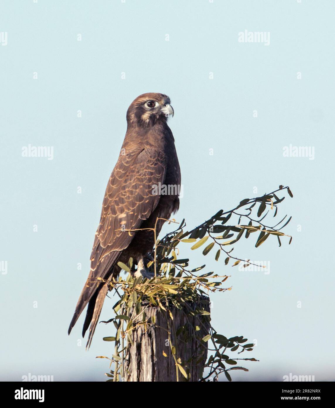 Oiseau de proie australien Banque de photographies et d’images à haute ...