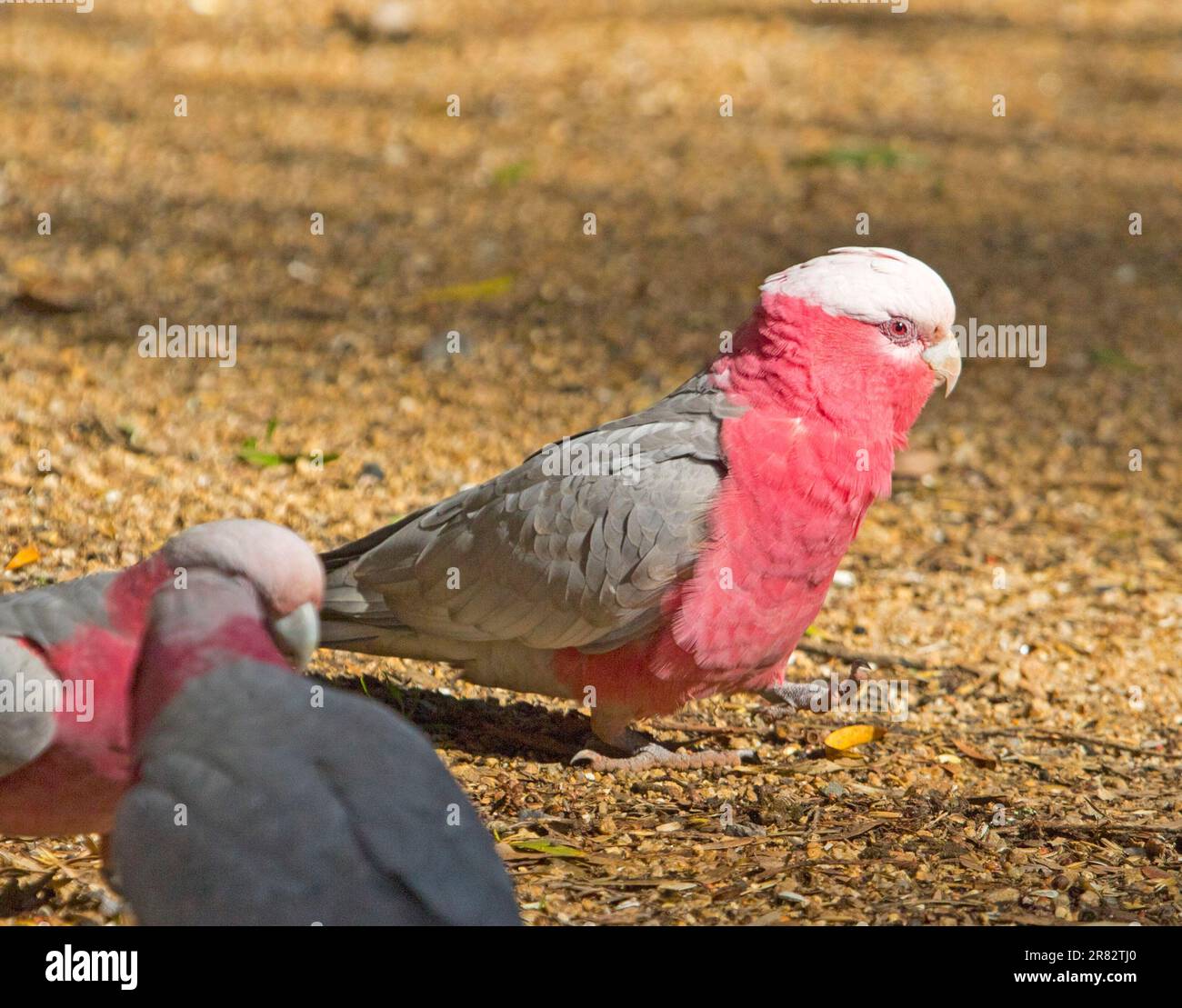 Oiseaux australiens sauvages Banque de photographies et d’images à ...