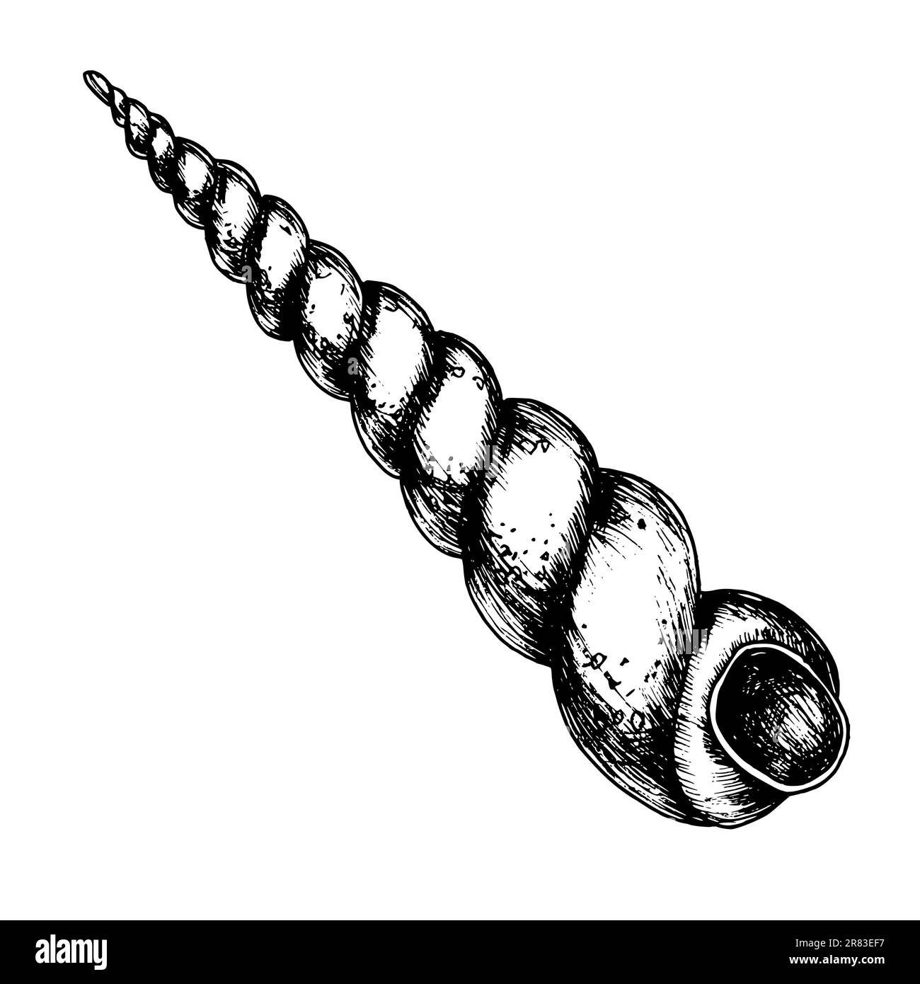 Seashell sur fond isolé. Illustration vectorielle dessinée à la main de ...