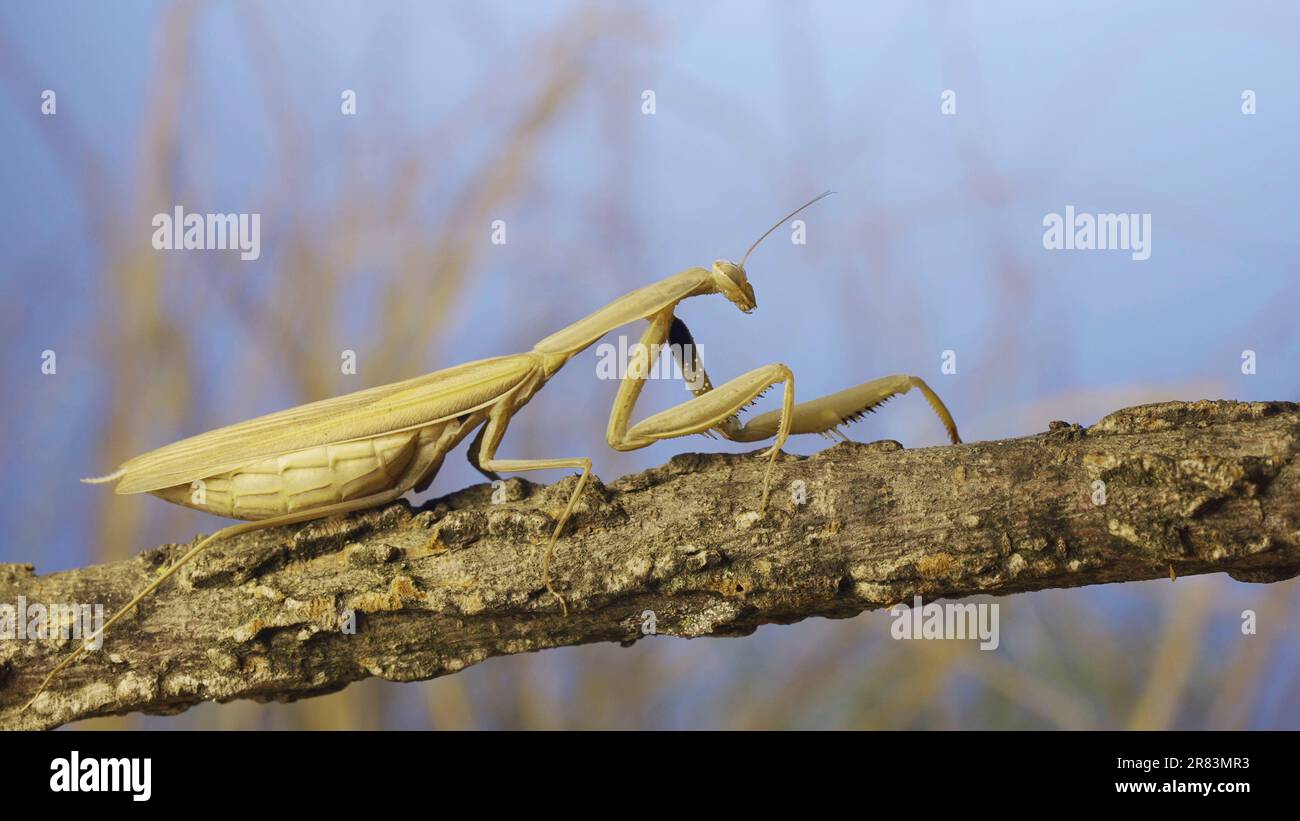 Grande mantis de prière femelle assise sur branche dans l'herbe et le ...