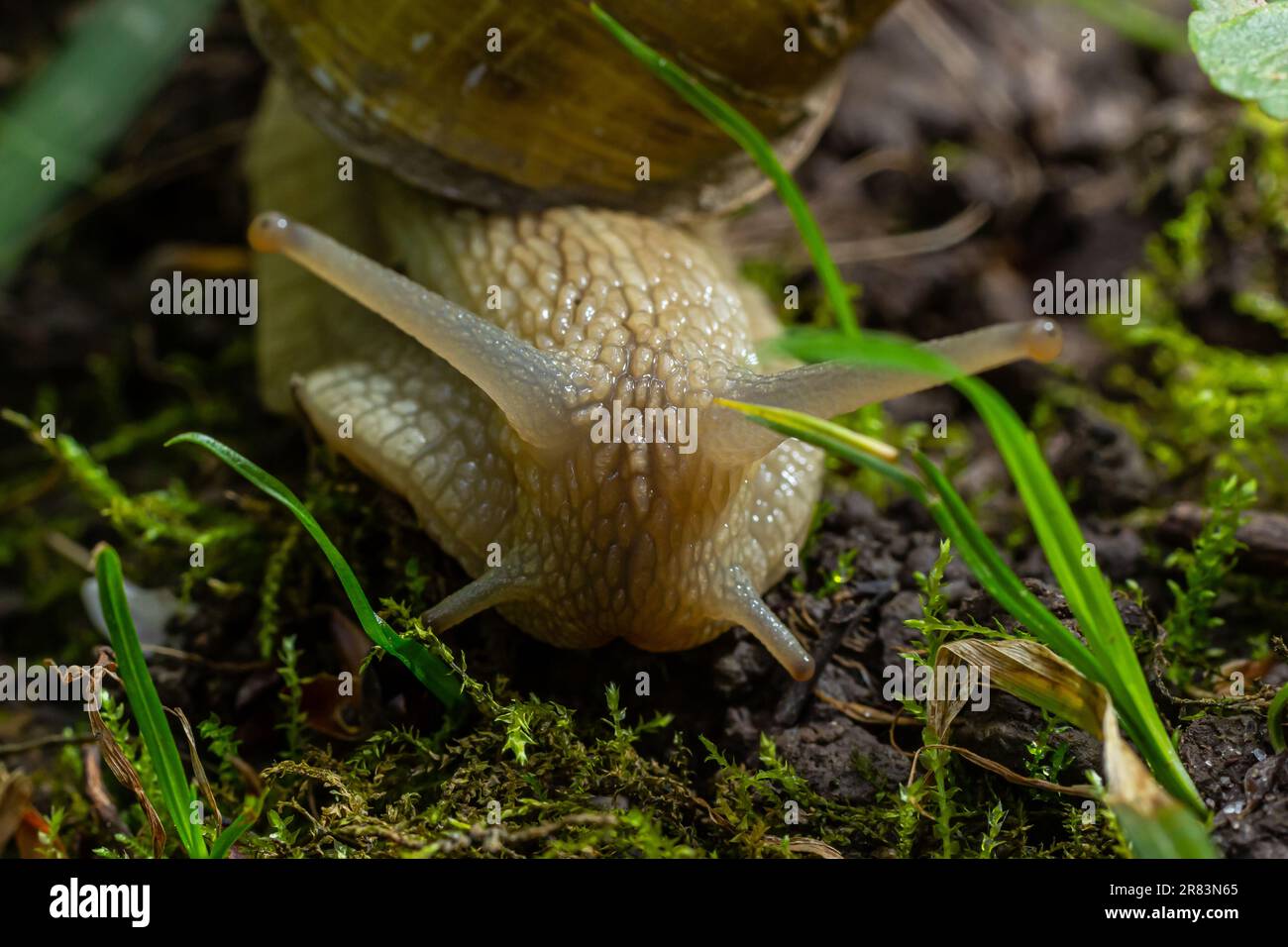 Helix pomatia romain aussi escargot, escargots, escargot de Bourgogne ...