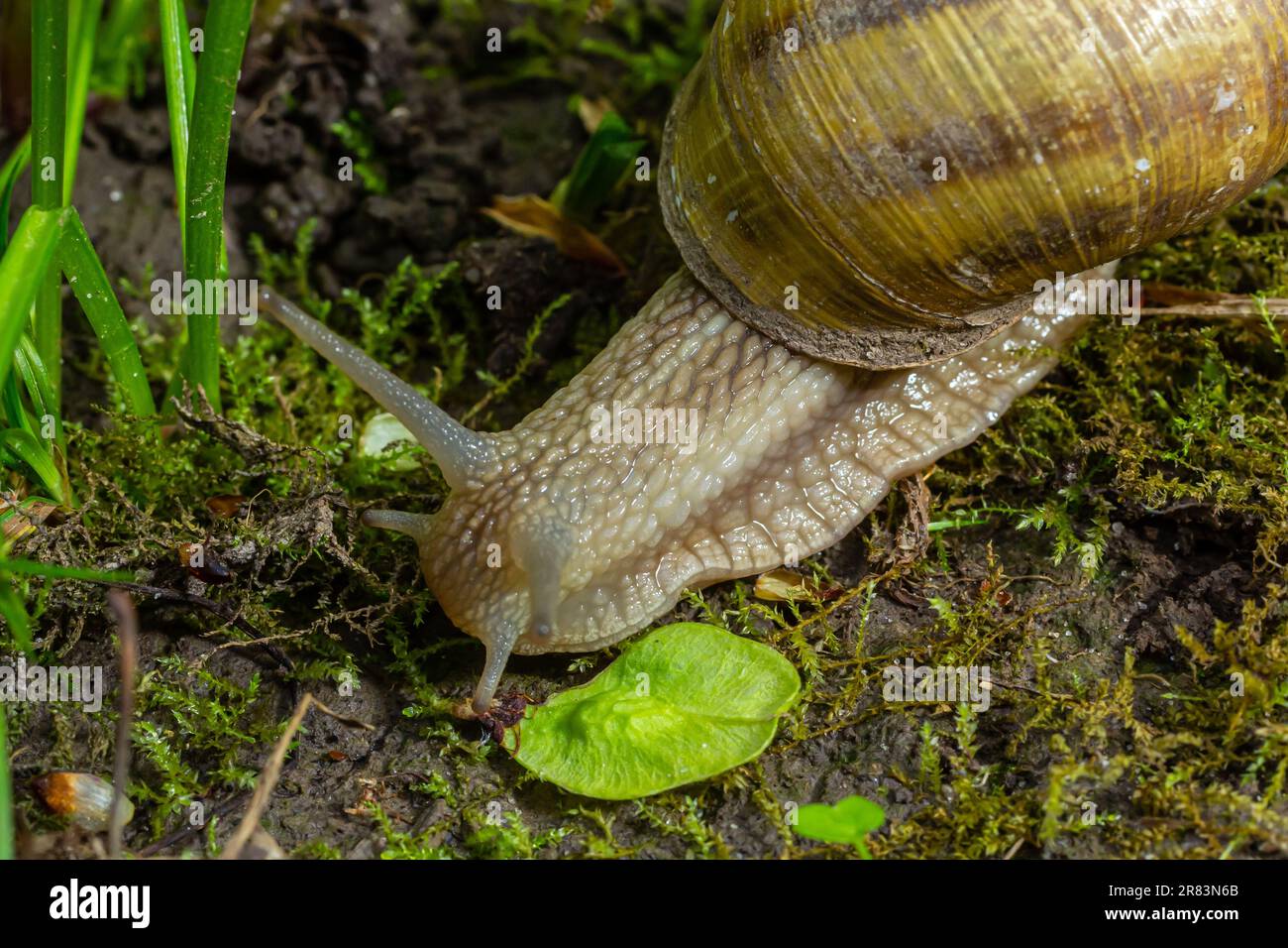 Helix pomatia romain aussi escargot, escargots, escargot de Bourgogne ...