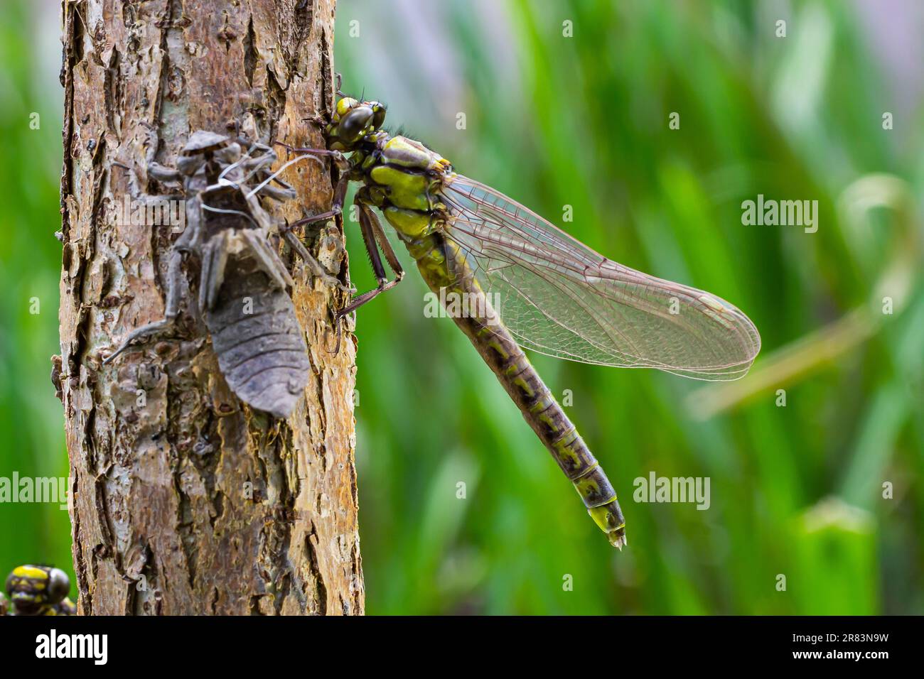 Coquille de libellule gris larvaire. Exsuvia nymphale de Gomphus ...