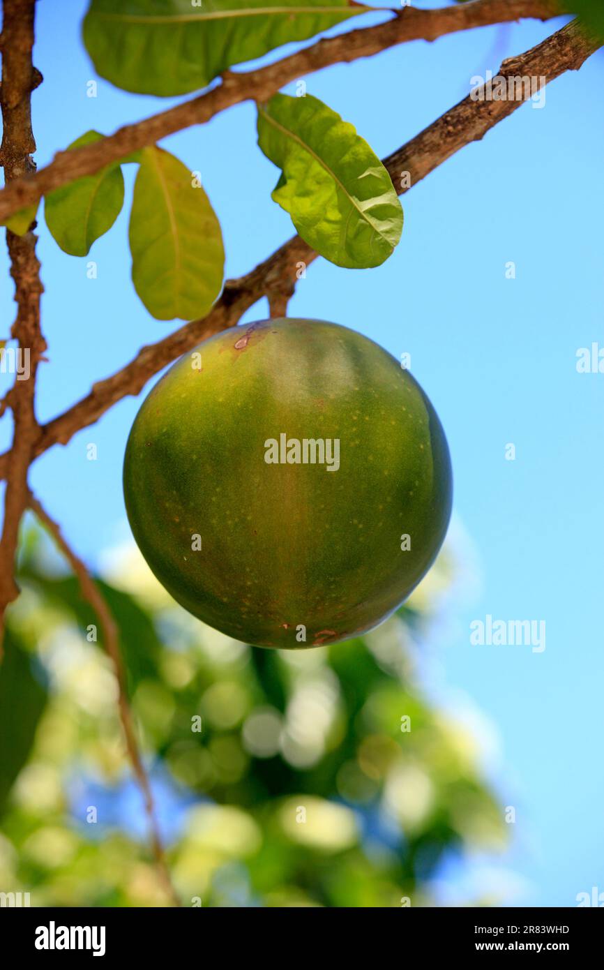 Fruit d'arbre de boulet de canon Banque de photographies et d’images à ...