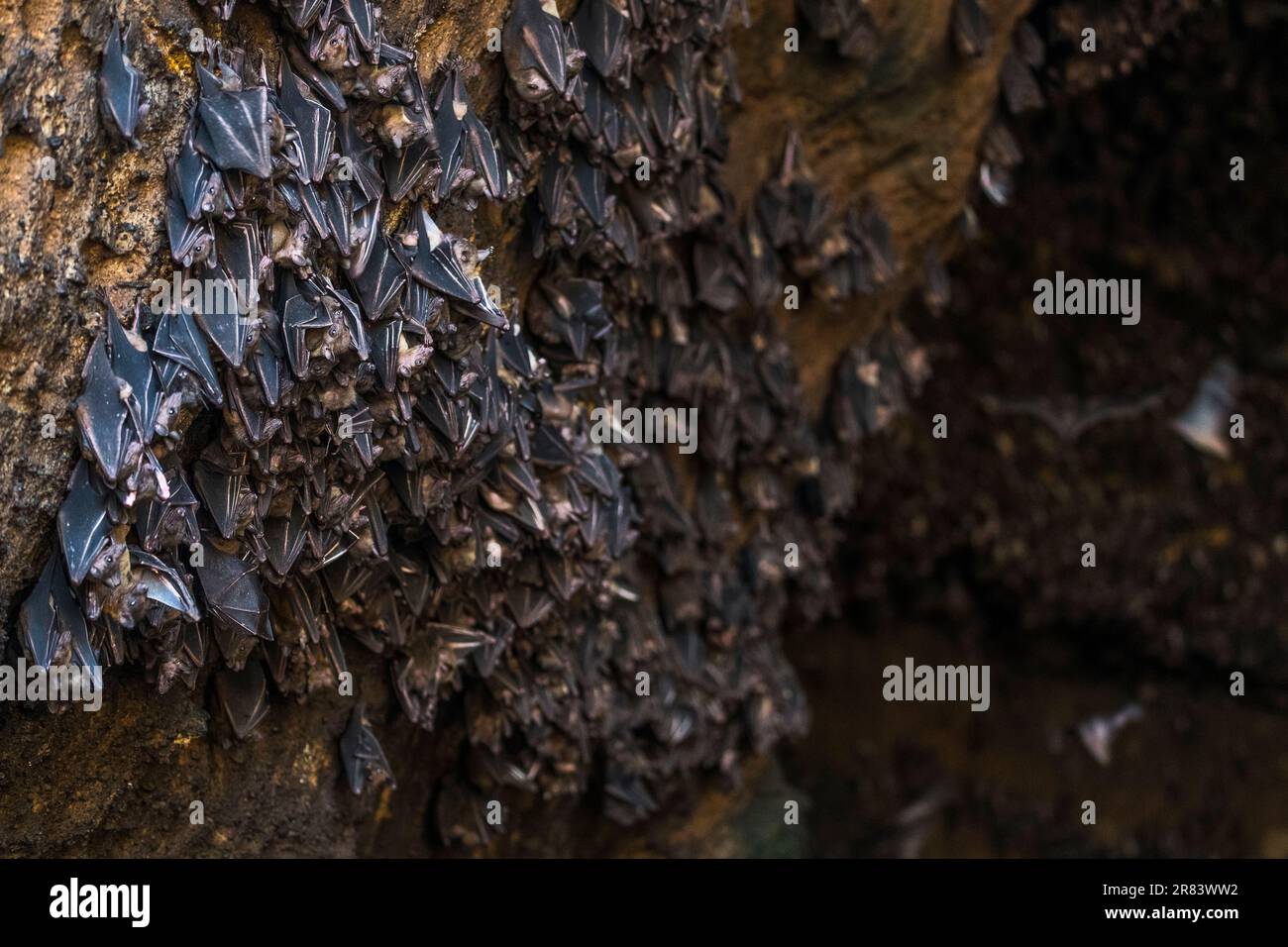 Chauve souris geoffroy Banque de photographies et d’images à haute ...
