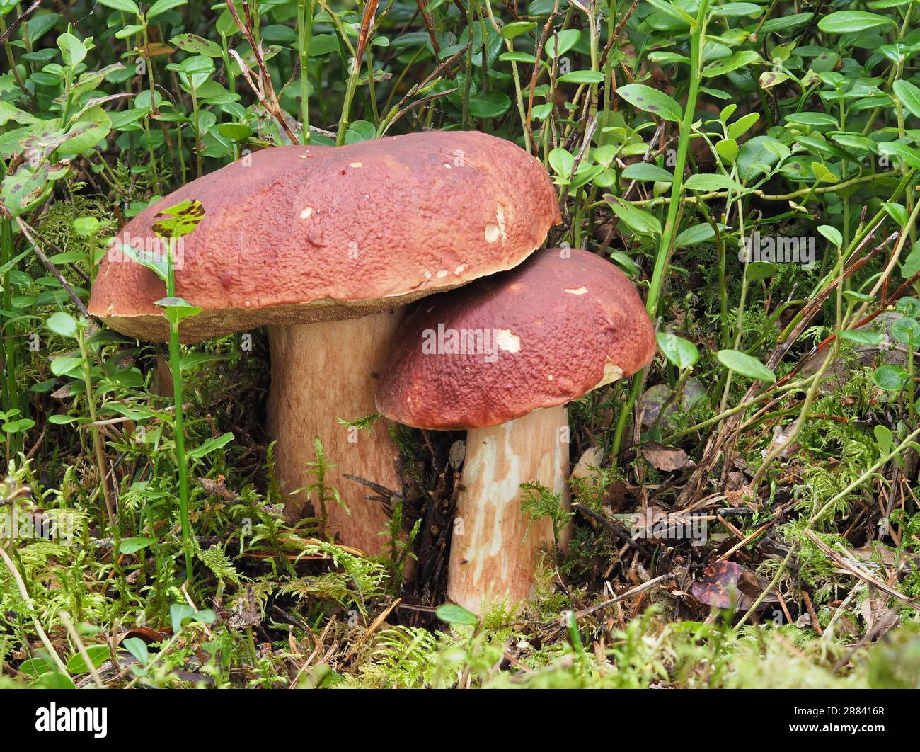 Boletus pinophilus Banque de photographies et d’images à haute ...