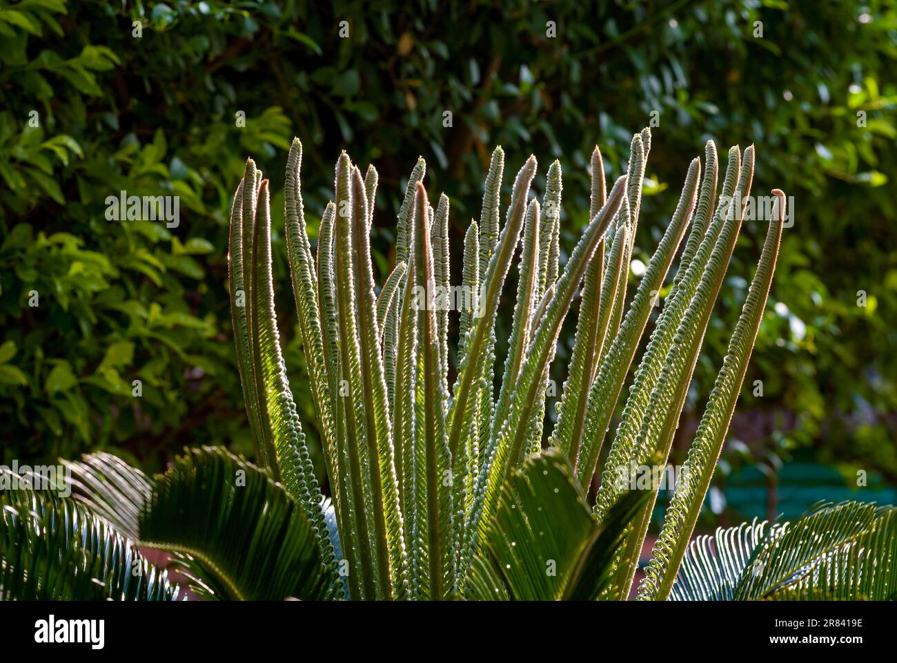 Palmier nago palmier nago cycad (Cycas Revoluta) à Coimbatore, Tamil ...