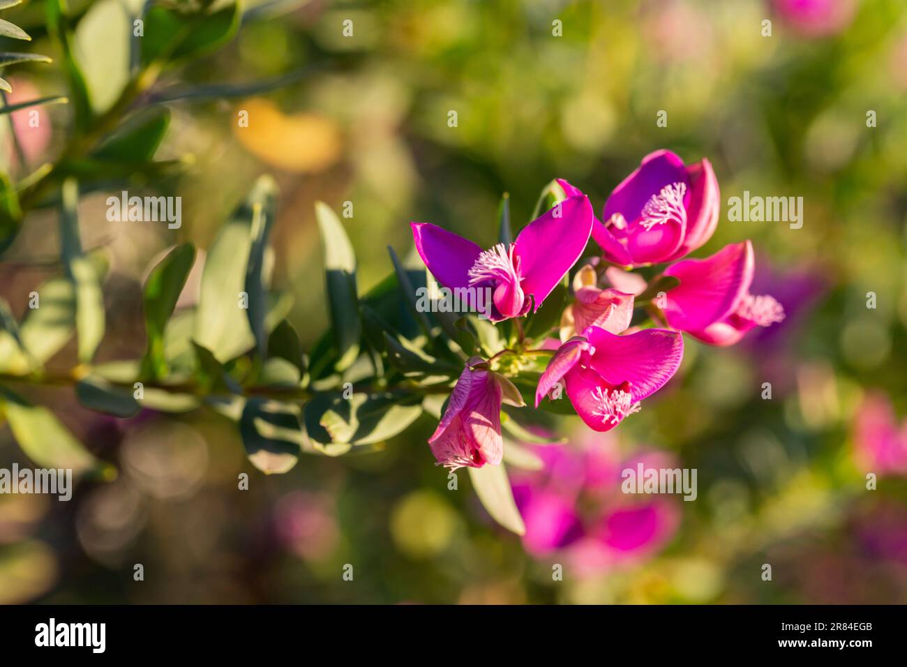 Polygala myrtifolia noms communs Bellarine pea,Myrtle-Leaf milkwort ...