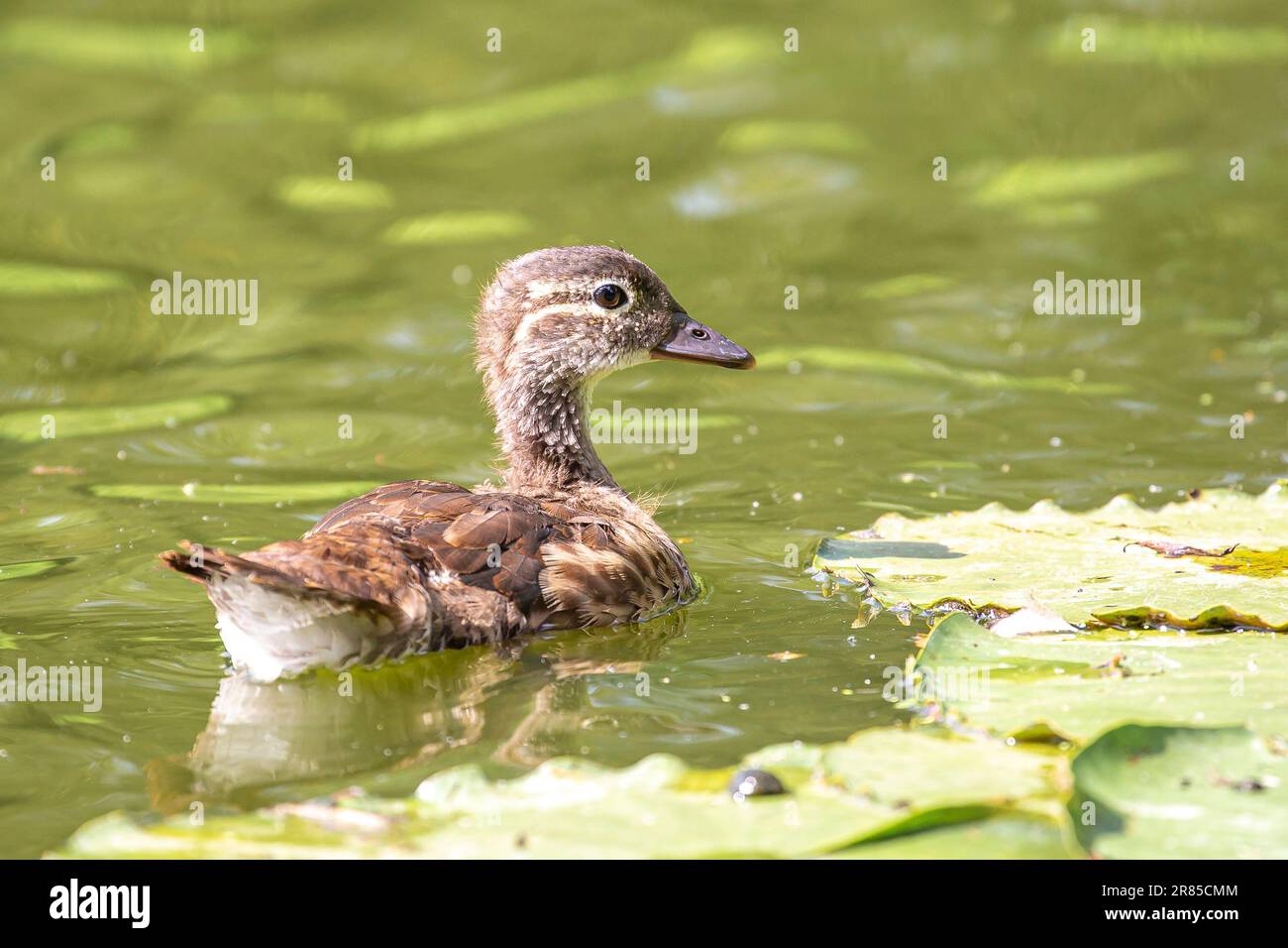 Jeune canard mandarin Banque de photographies et d’images à haute ...