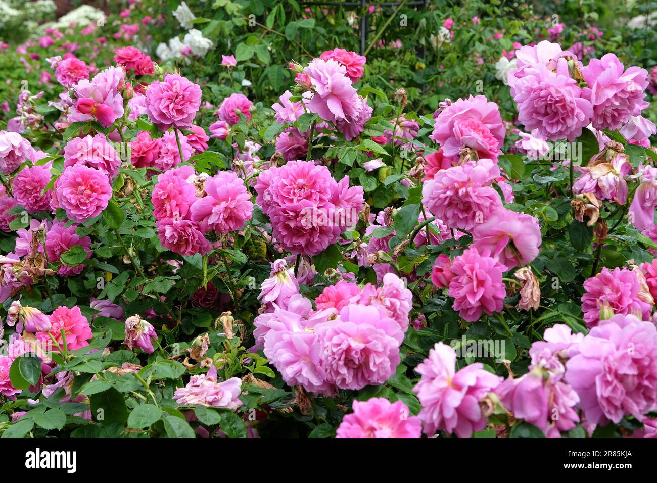 Rosa princess anne Banque de photographies et d’images à haute ...