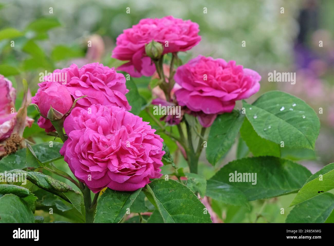 Rosa rose de rescht Banque de photographies et d’images à haute ...