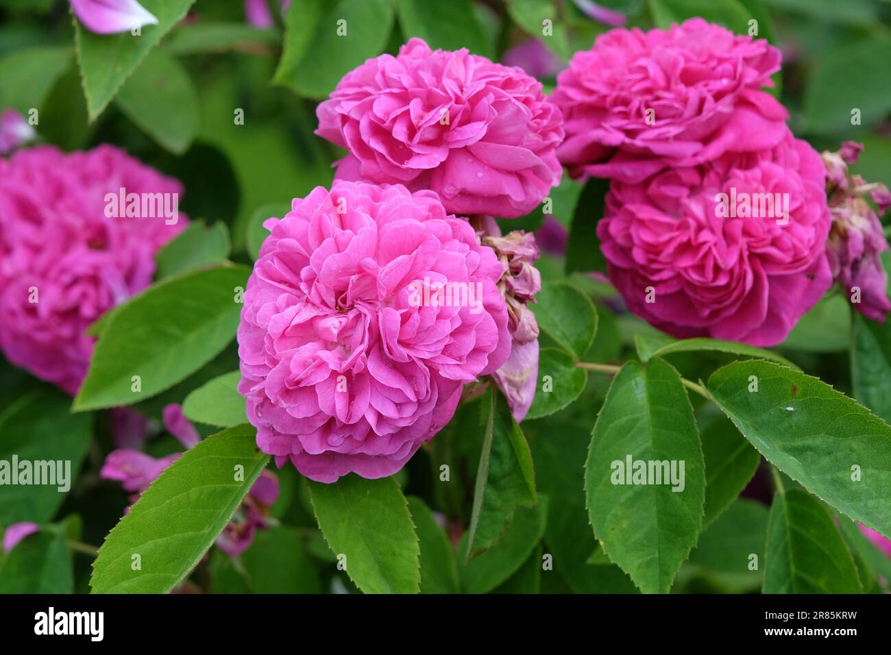 Rosa rose de rescht Banque de photographies et d’images à haute ...