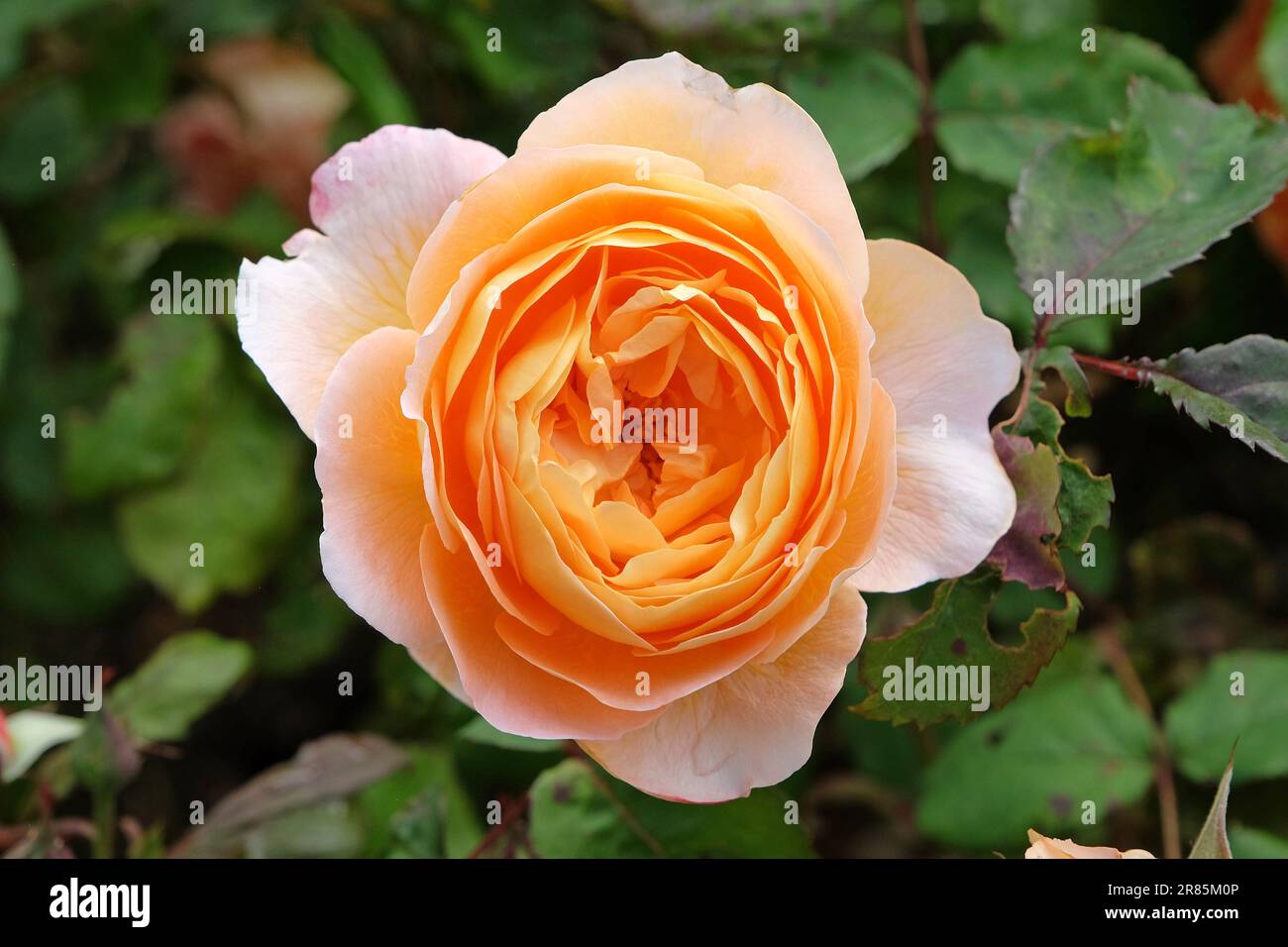 Rosa lady emma hamilton Banque de photographies et d’images à haute ...