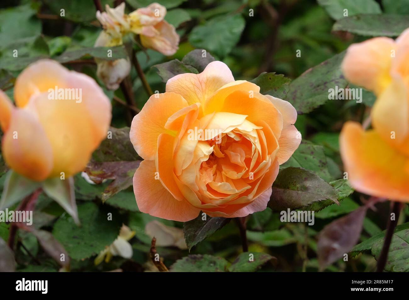 Rosa lady emma hamilton Banque de photographies et d’images à haute ...