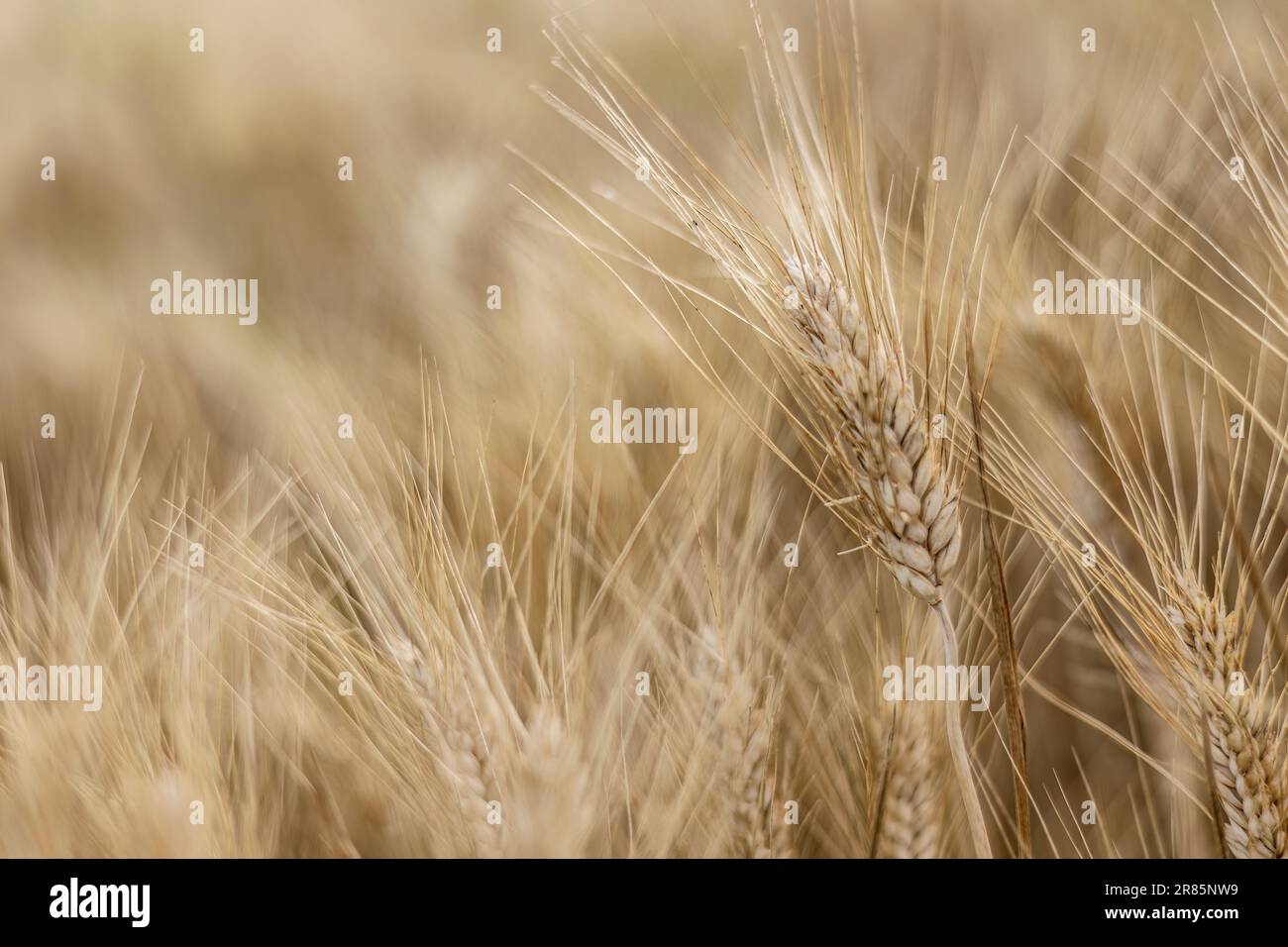 Une image en gros plan qui capture les détails des épis de blé mûrs ...