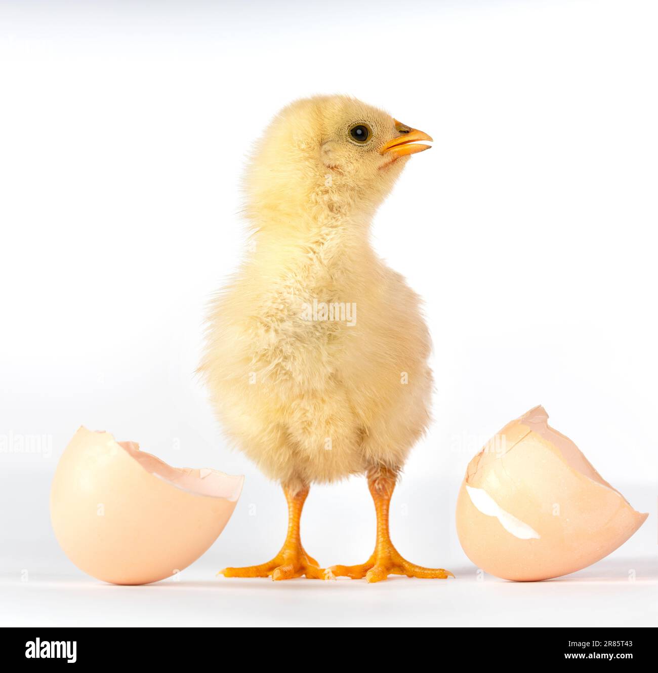 Poussin jaune Banque de photographies et d’images à haute résolution ...