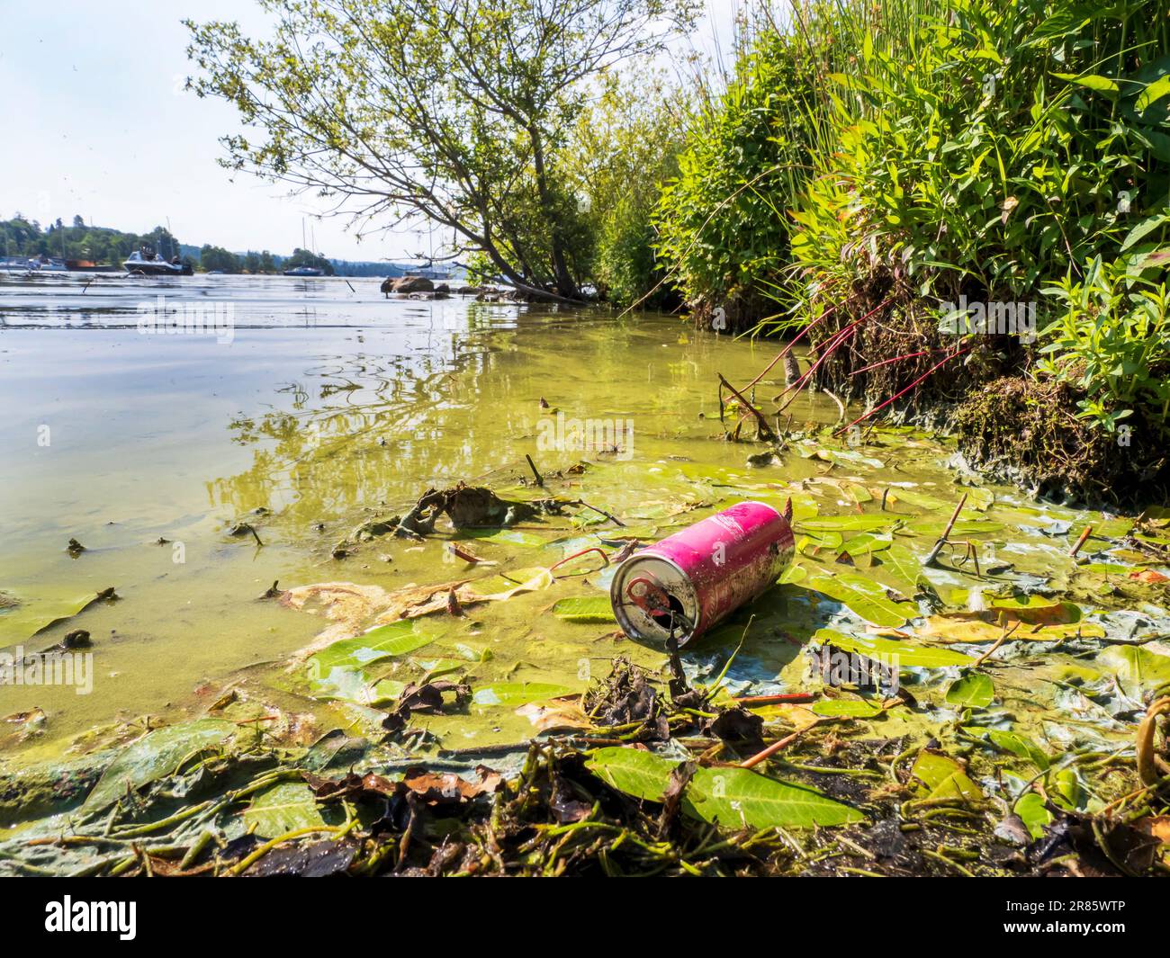 Les algues bleues, Cyanobacteria, fleurissent dans le lac Windermere en ...