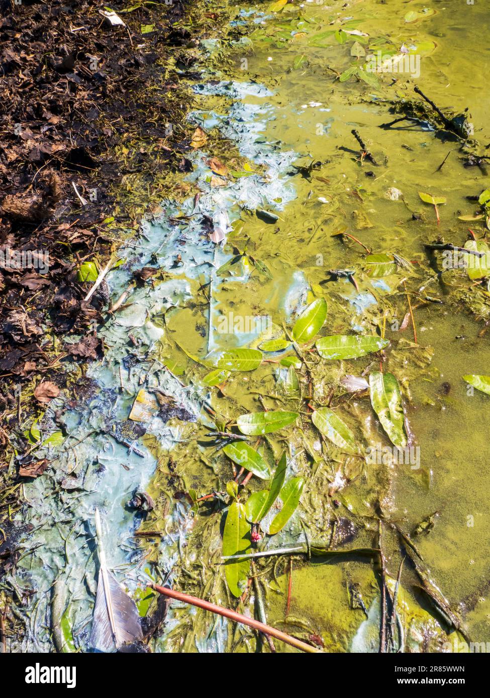 Les algues bleues, Cyanobacteria, fleurissent dans le lac Windermere en ...
