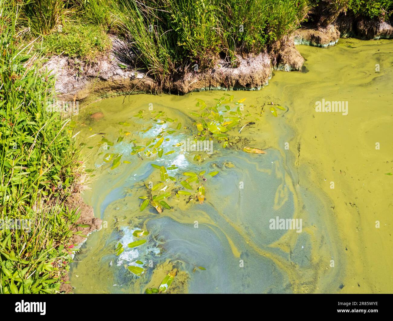 Les algues bleues, Cyanobacteria, fleurissent dans le lac Windermere en ...