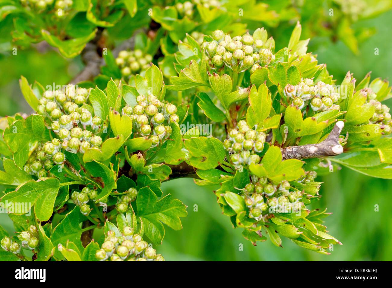 Crataegus monogyna spring Banque de photographies et d’images à haute ...