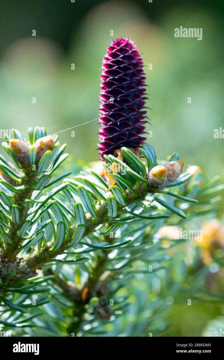 Korean fir Banque de photographies et d’images à haute résolution - Alamy