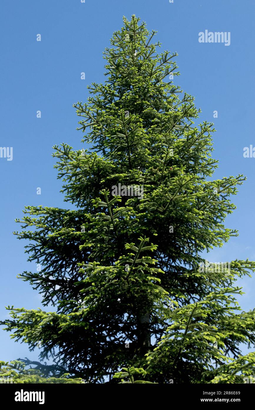 Arbre subalpin Banque de photographies et d’images à haute résolution - Alamy